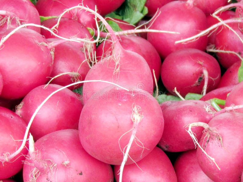 Rettiche 2013 St. Jacobs Village Stockfoto - Bild von gemüse, kochen ...