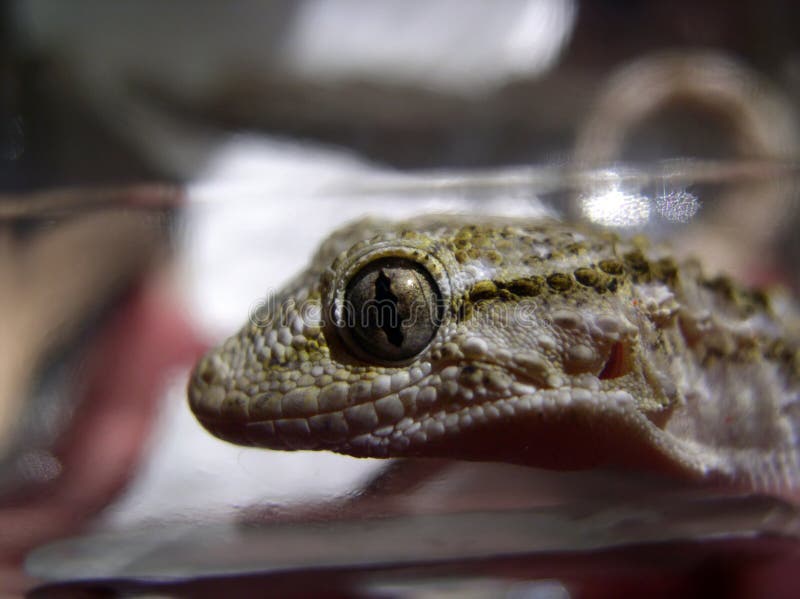 289,454 Rettile Muta Foto stock - Foto stock gratuite e royalty free da ...