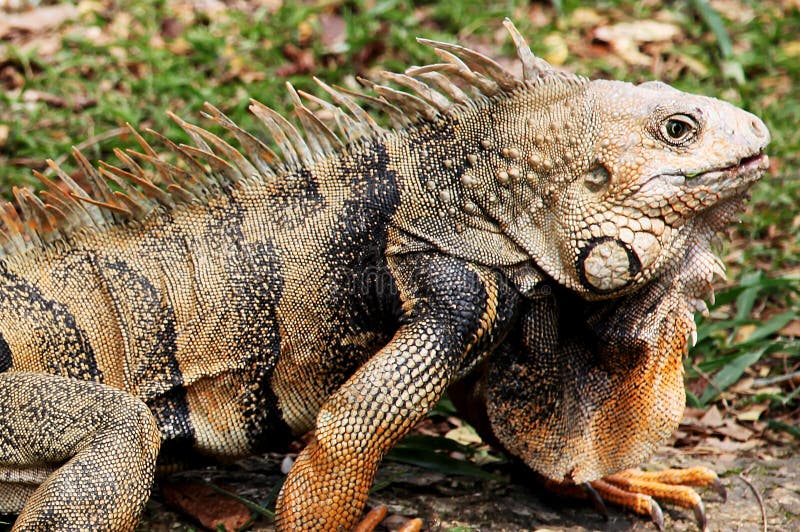 Rettile fotografia stock. Immagine di conservazione, animale - 12526818