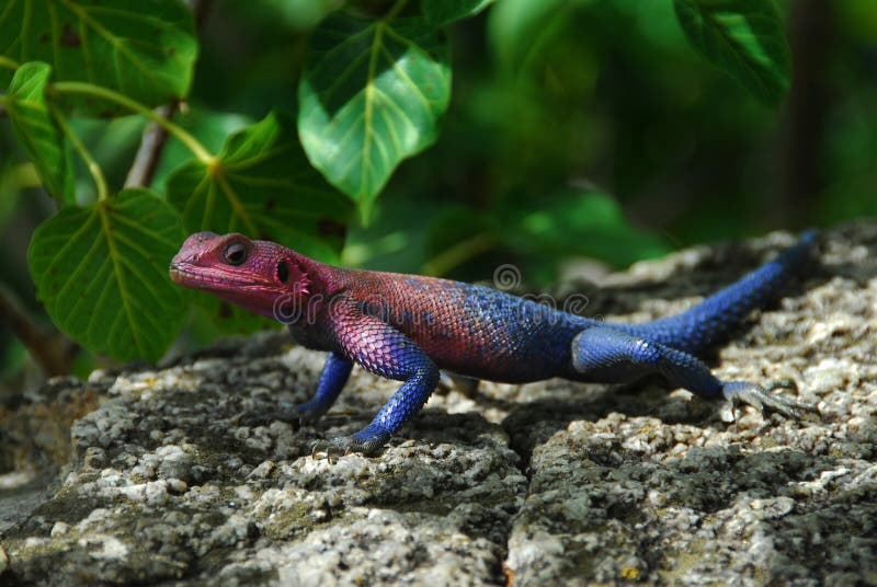 Rettile Del Nativo Di Tuatara Nuova Zelanda Immagine Stock - Immagine ...