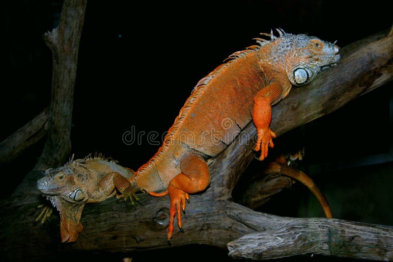 Rettile immagine stock. Immagine di occhi, rosso, albero - 300273