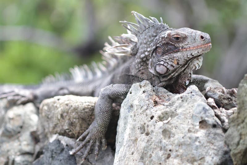 Rettile dell'iguana immagine stock. Immagine di tropici - 36106111