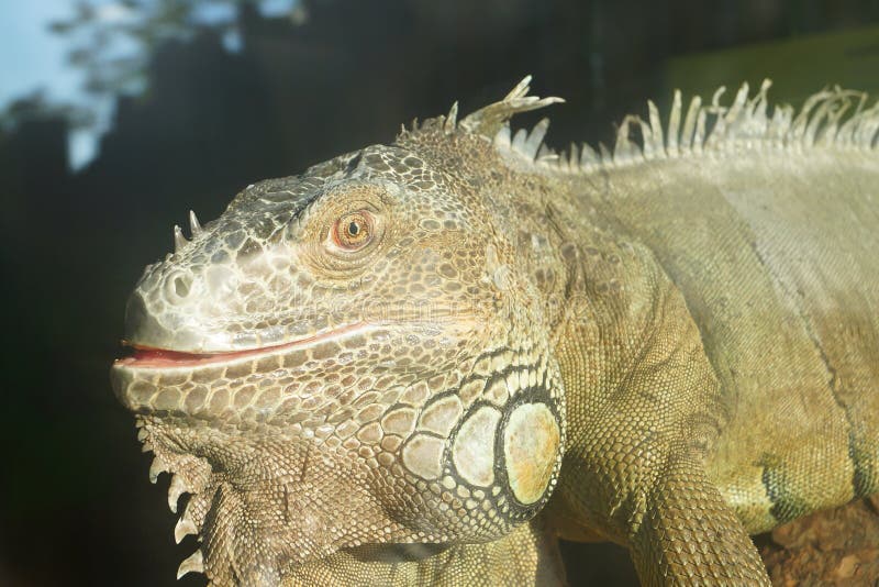 Rettile nello zoo immagine stock. Immagine di resti, rettile - 61682009