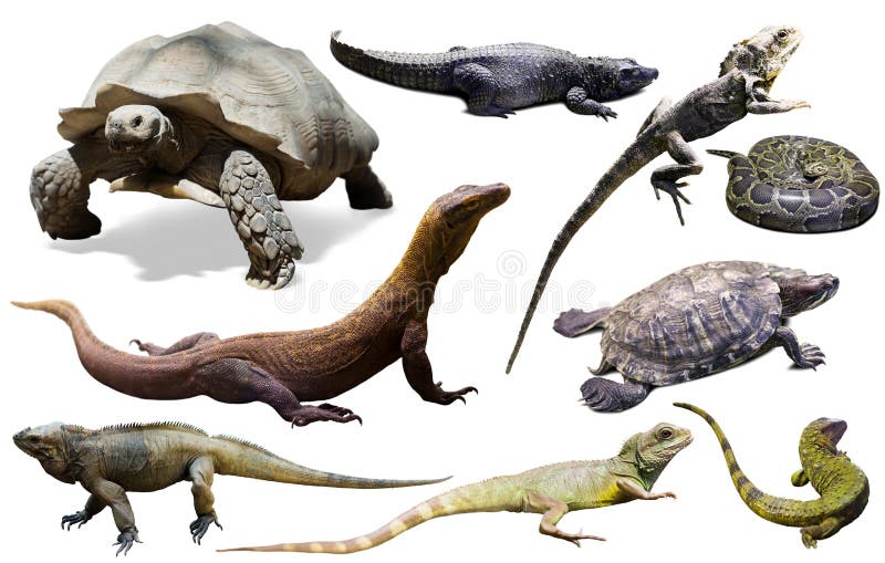 Rettili isolati su bianco immagine stock. Immagine di nervature - 85296393