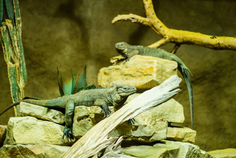 36,289 Rettili Foto - Foto Stock Gratis e Royalty-Free da Dreamstime