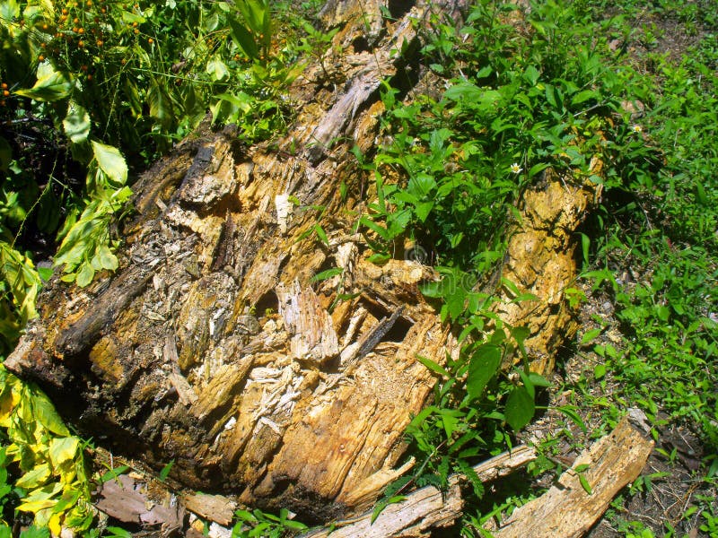 292 Tree Decomposition Process Stock Photos - Free & Royalty-Free Stock ...