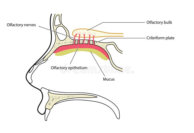 Anatomie van de neus vector illustratie. Illustratie bestaande uit ...