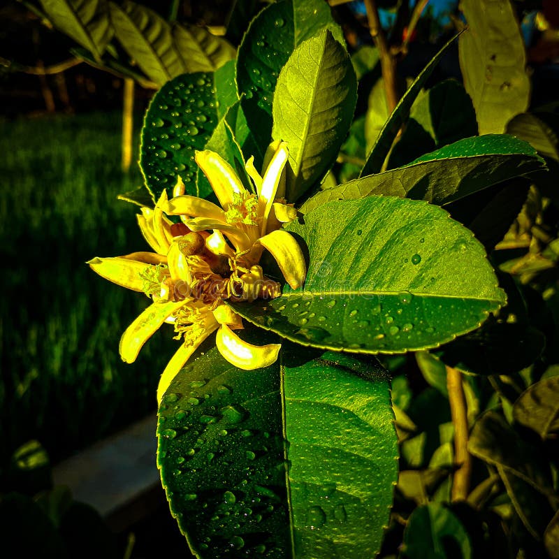 Orange Flower Capture with Water Drops on Leaves Stock Image - Image of ...