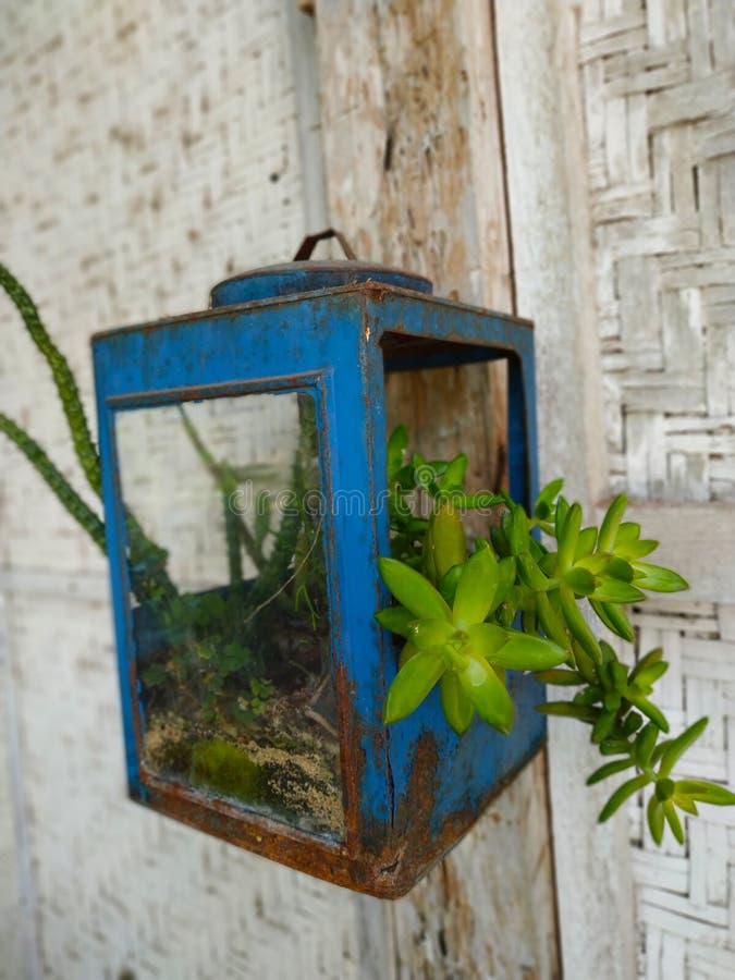 REUSE PLANTER stock photo. Image of idea, succus, reuse - 171466508