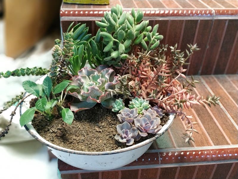 Reuse Pottery from Useless Material with Succulent Plants Stock Image ...