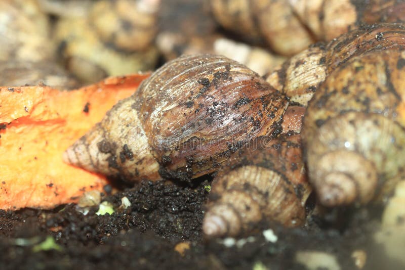 Afrikaanse Slakkenmadagaskar. Fauna in Afrika Stock Foto - Image of ...