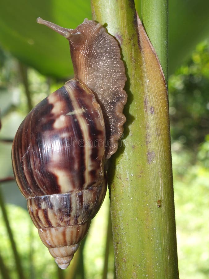 Reuze Afrikaanse Achatina-slak Op Het Kleurrijke Genomen Blad Van De De ...