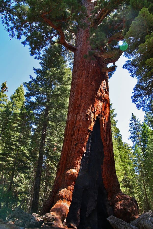 Onderzoek Het Nationale Park Van De Sequoia Stock Foto - Image of ...