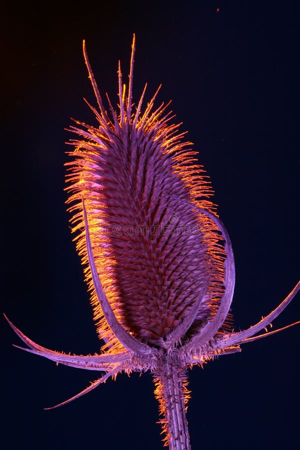 Reuze Distel stock afbeelding. Image of borstelig, gestreepte - 2225117