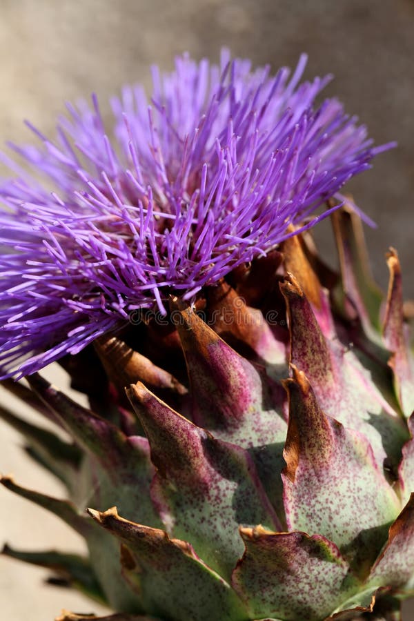 Reuze Distel (Onopordum Acanthium) Stock Foto - Image of purper ...