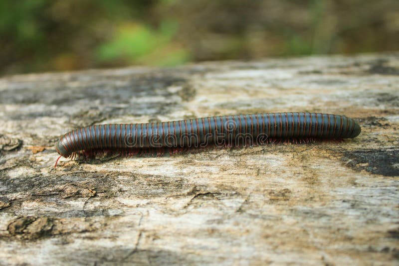 Reuze duizendpoot stock foto. Image of horizontaal, duizendpoot - 77687202