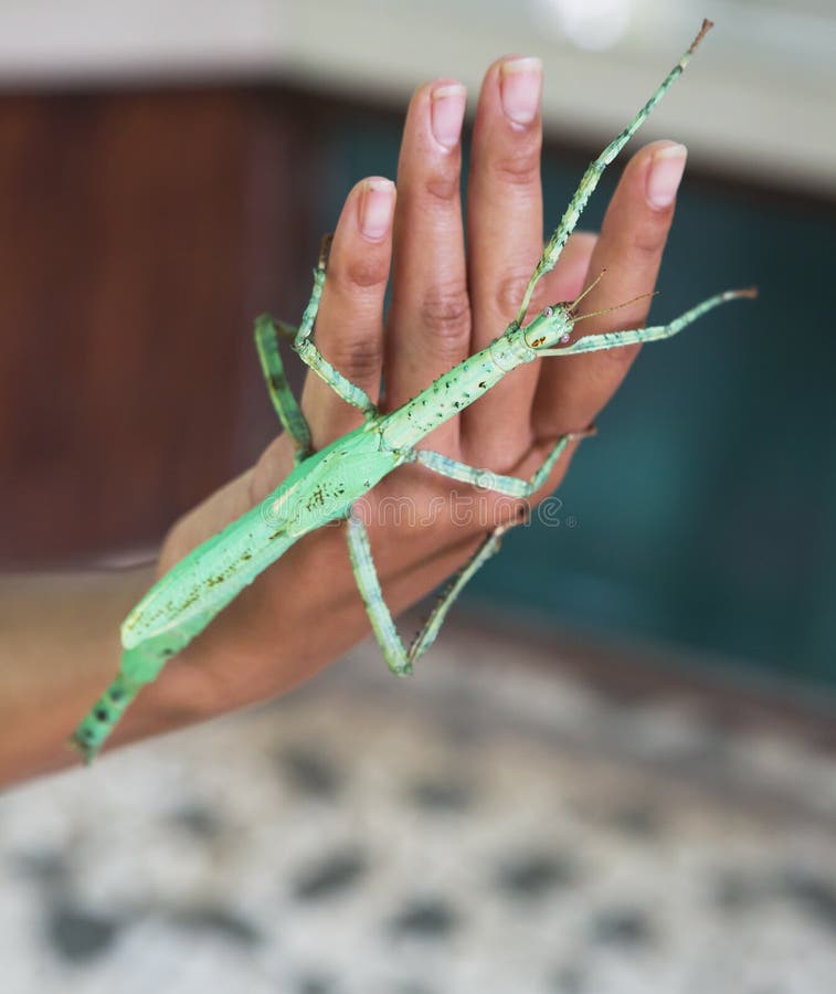 Blad-insect stock afbeelding. Image of snor, poten, lichaam - 109541135