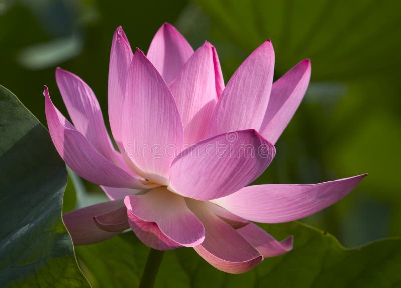 Reuze lotusbloem stock afbeelding. Image of diep, lelie - 248769