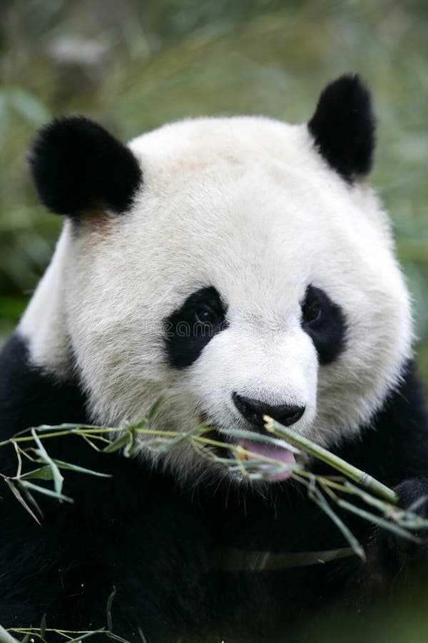 Reuze Panda stock foto. Image of bakkebaarden, dieren - 3614112