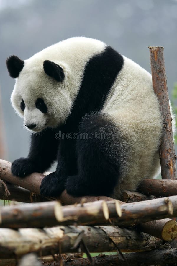 Reuzenpanda stock foto. Image of draag, fauna, snuit, bont - 3614134