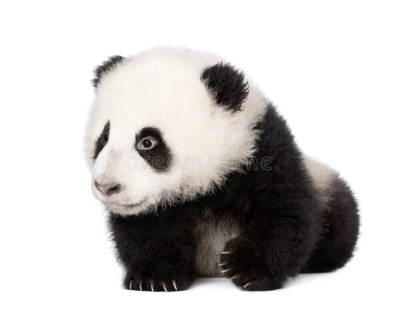 Reuze Panda Die Tegen Witte Achtergrond Loopt Stock Afbeelding - Image ...