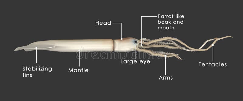 Reuze Pijlinktvis stock illustratie. Illustration of nave - 48739476