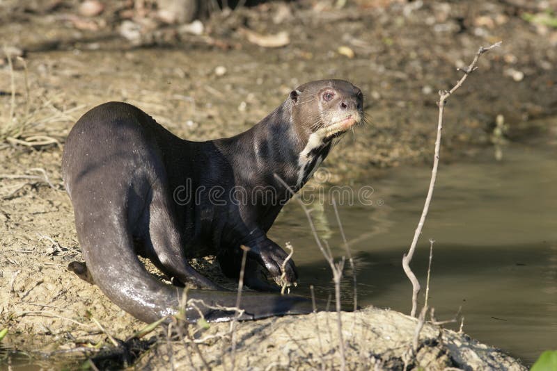 Reuzenotter, Pteronura Brasiliensis Stock Afbeelding - Image of wild ...