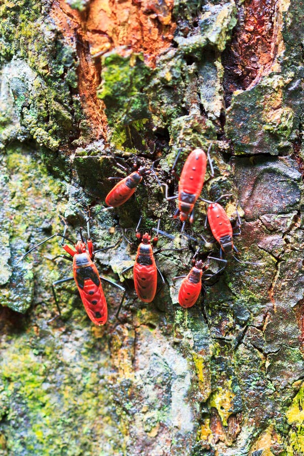 Reuze rode insecten stock foto. Image of achtergrond - 36624994