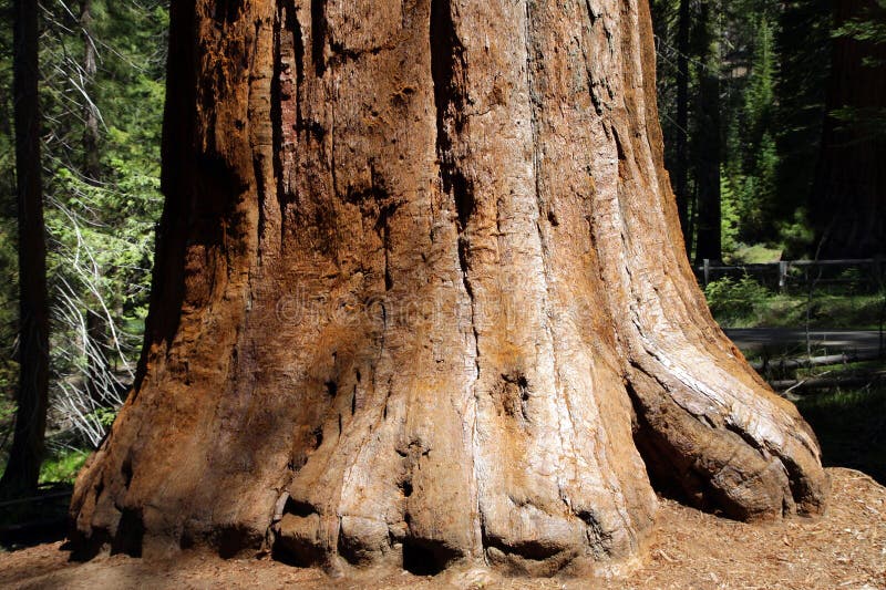 Reuze sequoia stock afbeelding. Image of land, park, reis - 14985017