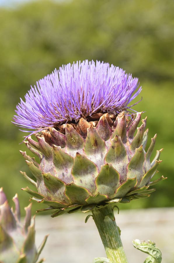 Reuze Sier Schotse distel stock afbeelding. Image of schotland - 30812515