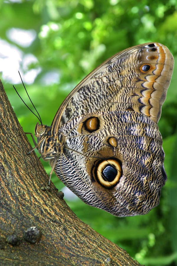 De Reuze Vlinder Van De Uil Stock Afbeelding - Image of vlinder, mooi ...