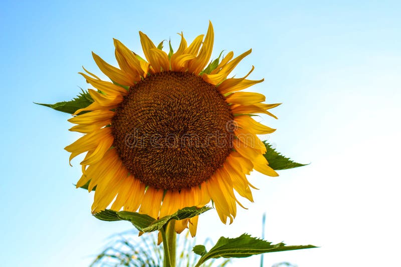 Reuze Zonnebloem stock foto. Image of beeld, installatie - 45502782