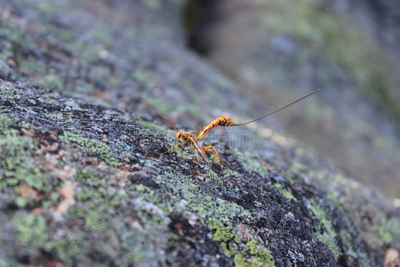 Reuzeichneumon Wesp Op Rots Stock Afbeelding - Image of reus, benen ...
