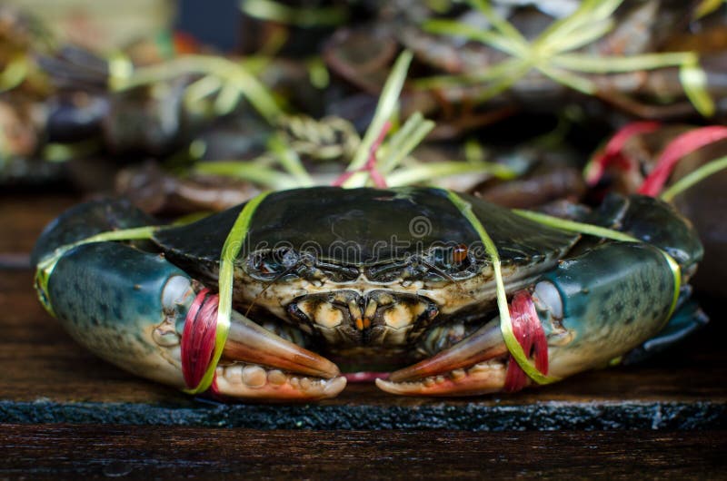 Zachte Geschilde Getande Modderkrab (Mangrovekrab, Zwarte Krab) Voor S Stock Afbeelding - Image ...