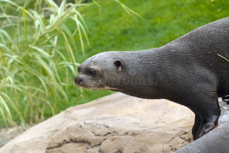 Reuzenotter, Pteronura Brasiliensis Stock Afbeelding - Image of wild ...