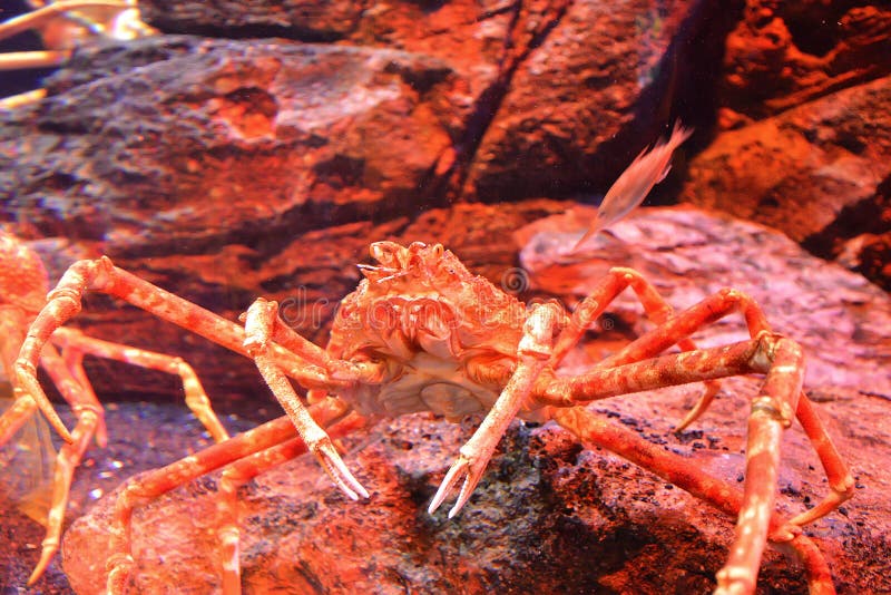 Spinkrab stock foto. Image of spin, voedsel, overzees - 54419304