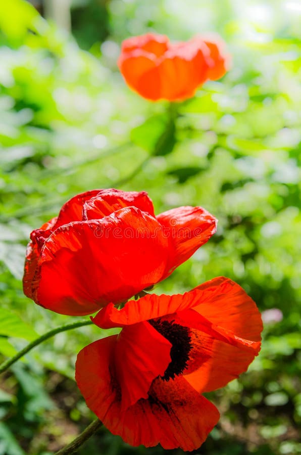 The Revealed Red Poppies, Close Up Stock Image - Image of fragility ...