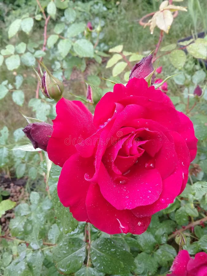 The Rose Opened in the Woods. Stock Photo - Image of branches, thorns ...