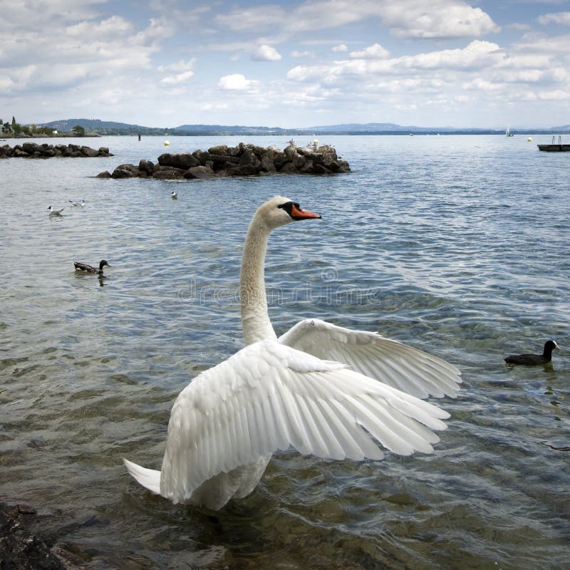 Olor Do Cygnus Da Cisne Muda Com Superfície Espalhada Da água Corrente ...