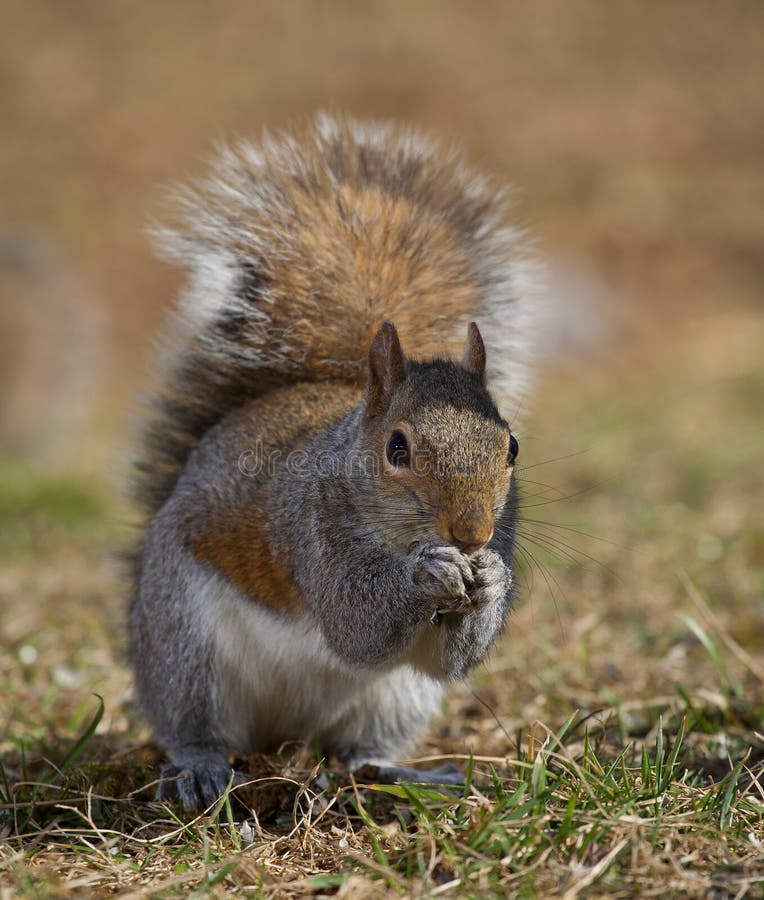 Praying Squirrel stock image. Image of furry, mephoto - 10596025