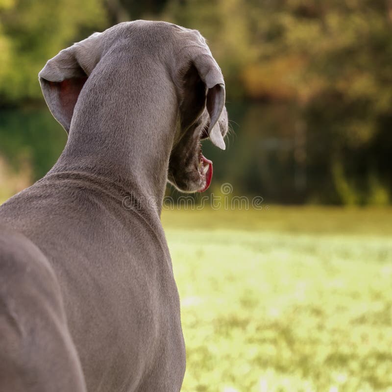 Reverse Angle of Dog Smiling Stock Image - Image of colorful, funny ...