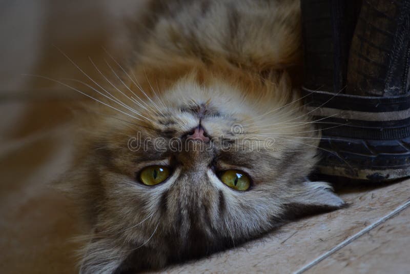 Reverse cat stock photo. Image of mammal, lazy, look - 133645110