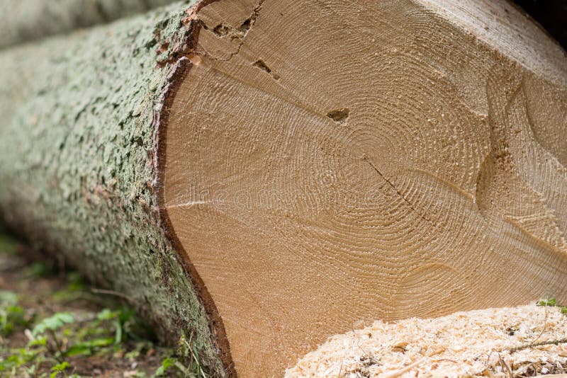 Reverse cut spruce tree stock image. Image of lastingness - 66134843