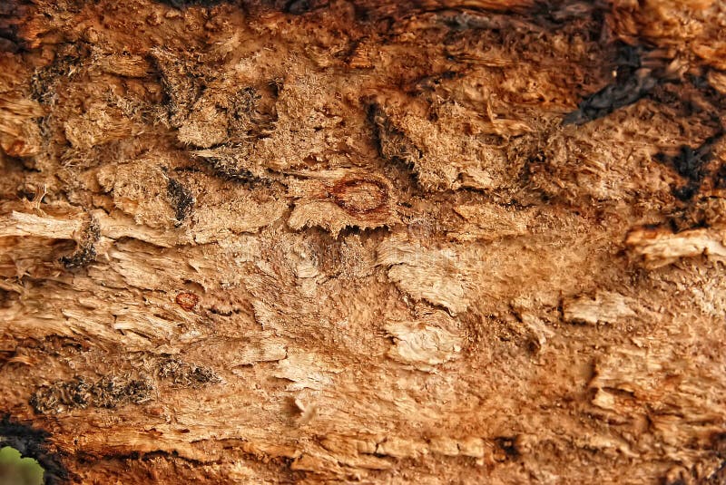 Yellow Rotten Tree Texture Background Stock Photo - Image of wallpaper ...