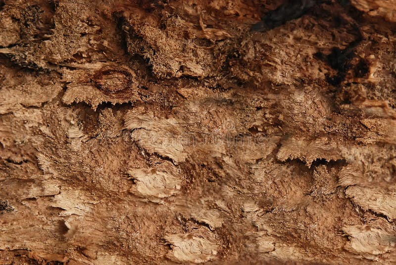 Yellow Rotten Tree Texture Background Stock Image - Image of detail ...