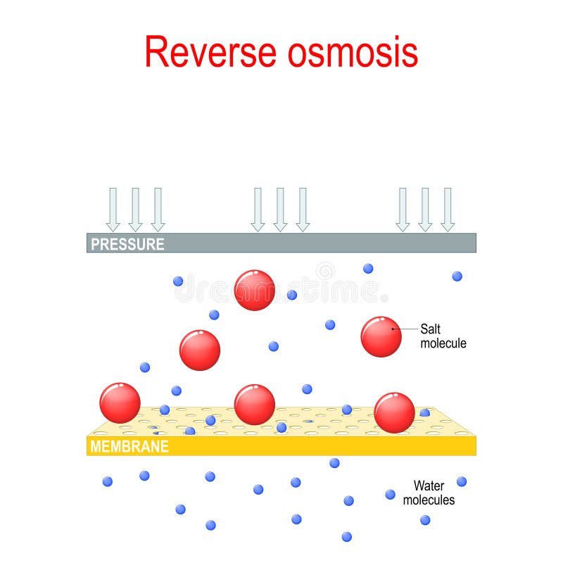 Osmosis Reverse Vector Illustration Cross Section Diagram Osmosis ... Osmosis Reverse Vector Illustration Cross Section Diagram Osmosis ...