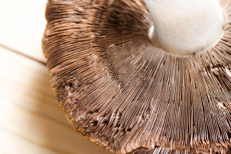 Reverse side of the fungus stock photo. Image of food - 148195436