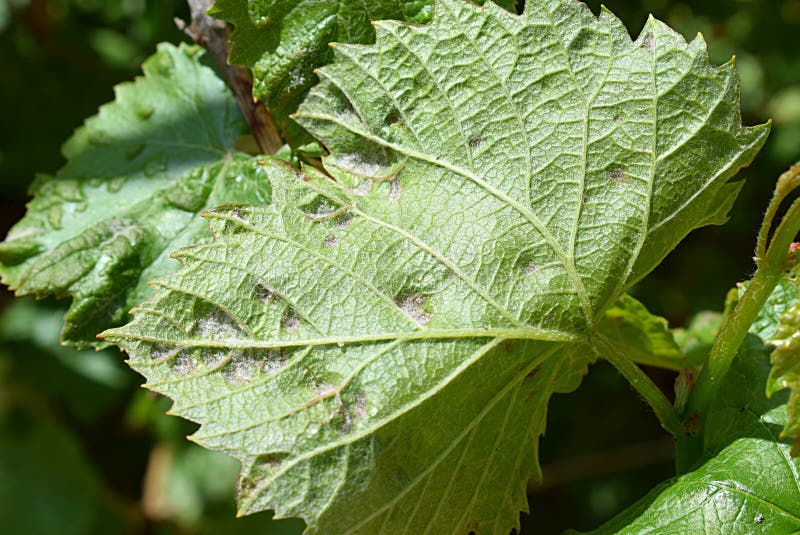 Grape Leaf Damaged by Spider Mite Stock Image - Image of mite, farm ...