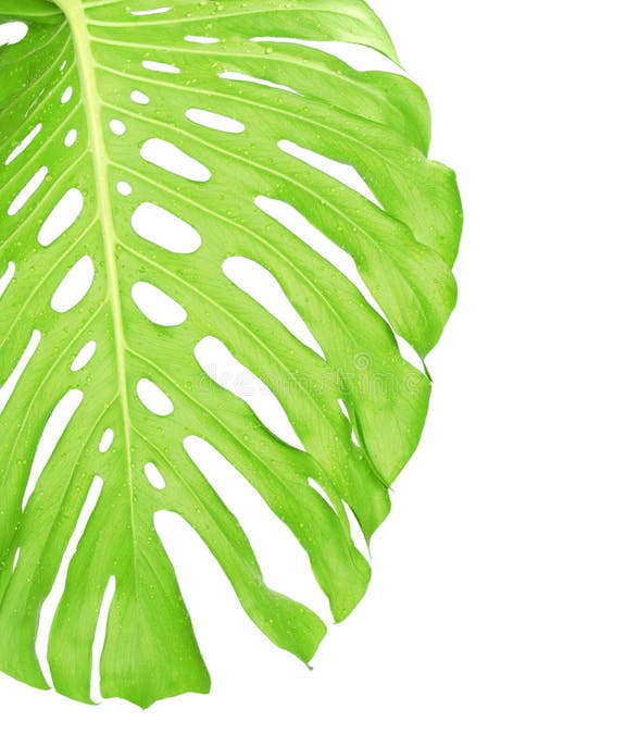 Reverse Side of Tropical Leaf Close Up Stock Photo - Image of green ...