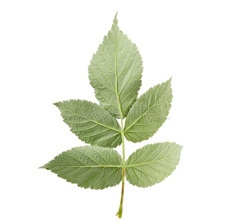 Reverse Structural Side of a Green Raspberry Leaf Stock Photo - Image ...